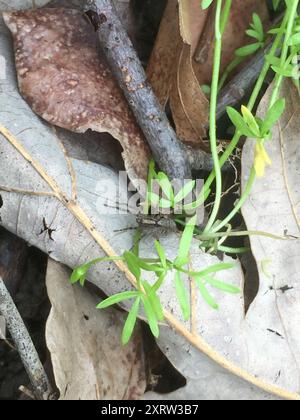 Wolf Spiders and Allies (Lycosoidea), Arachnida, Oxapampa, Peru Stock ...