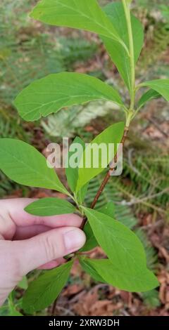Osoberry (Oemleria cerasiformis) Plantae Stock Photo - Alamy