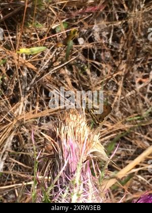 Whirlabout (Polites vibex) Insecta Stock Photo - Alamy
