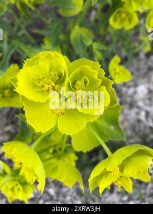 serrated spurge (Euphorbia serrata) Plantae Stock Photo - Alamy