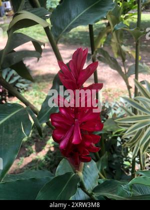 Red Ginger (Alpinia purpurata) Plantae Stock Photo - Alamy