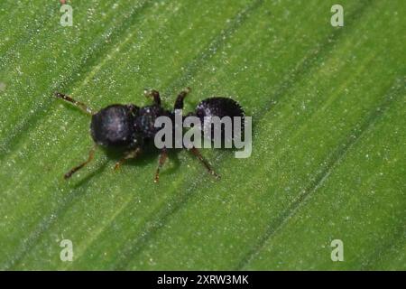 Coastal Sculpted Tree Ant (Cataulacus wissmannii) Insecta Stock Photo ...