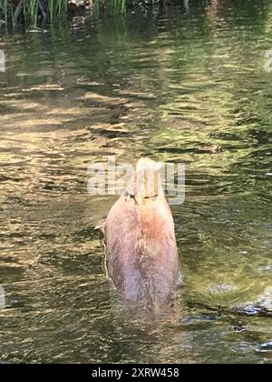 Cagle's Map Turtle (Graptemys caglei) Reptilia Stock Photo - Alamy
