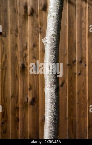 A neat wooden fence stands behind a young tree sapling with white bark ...