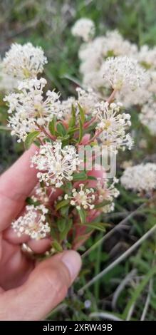 inland ceanothus (Ceanothus herbaceus) Plantae Stock Photo - Alamy