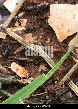 Trailing, Pharaoh, and Timid Ants (Monomorium) Insecta Stock Photo - Alamy