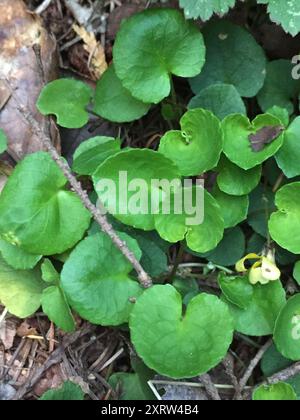 Redwood Violet (Viola sempervirens), Plantae, Caspar, CA, USA Stock ...