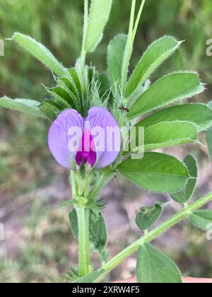 spring vetch (Vicia sativa sativa) Plantae Stock Photo - Alamy