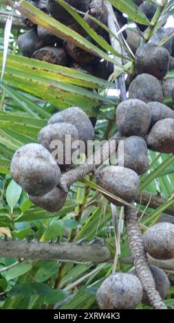 Ilala palm (Hyphaene coriacea) Plantae Stock Photo - Alamy