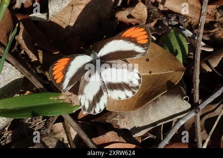 Round-winged Orange Tip (Colotis euippe) Insecta Stock Photo - Alamy