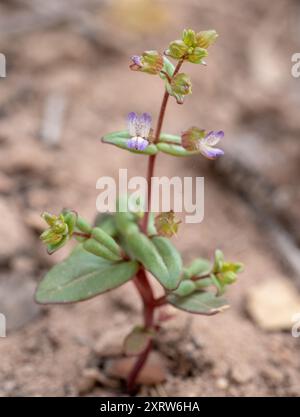 Desert Mountain Blue-eyed Mary (Collinsia callosa) Plantae Stock Photo ...