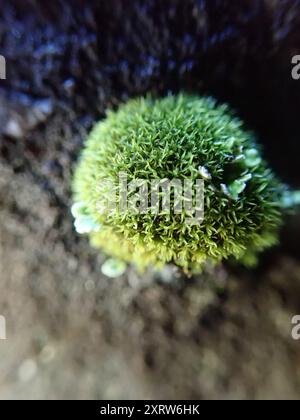 Twisted Grimmia (Grimmia torquata) Plantae Stock Photo - Alamy