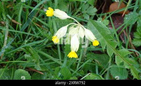 Section Primula (Primula) Plantae Stock Photo - Alamy