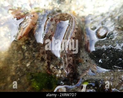 High Cockscomb (Anoplarchus purpurescens) Actinopterygii Stock Photo ...