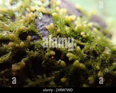 Tree Fringewort (Ptilidium pulcherrimum) Plantae Stock Photo - Alamy