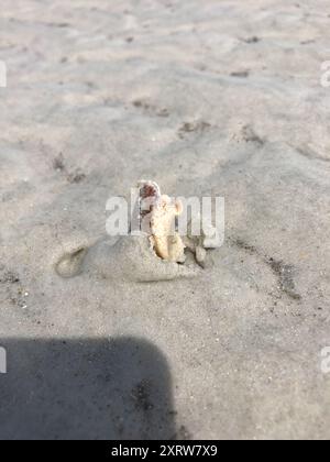 Lettered Olive (Oliva sayana) Mollusca Stock Photo - Alamy