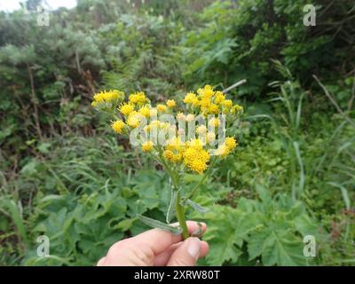rayless ragwort (Senecio aronicoides) Plantae Stock Photo - Alamy