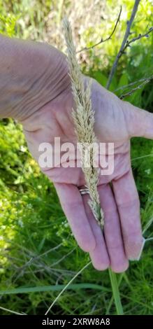 Texas bluegrass (Poa arachnifera Stock Photo - Alamy