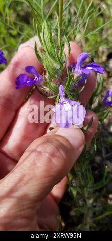 Texas Sage (Salvia texana) Plantae Stock Photo - Alamy