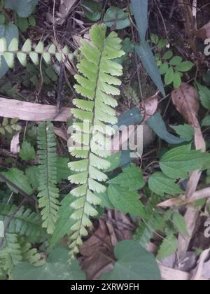 Trailing maidenhair fern (Adiantum caudatum) Plantae Stock Photo - Alamy