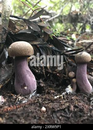 Dark Velvet Bolete (Tylopilus formosus) Fungi Stock Photo - Alamy
