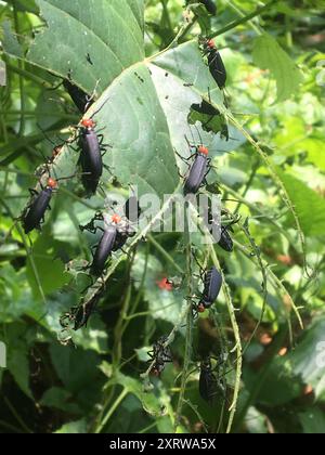 (Epicauta tibialis) Insecta Stock Photo - Alamy