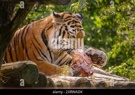 tiger feeds on a piece of raw meat, close-up portrait Stock Photo - Alamy