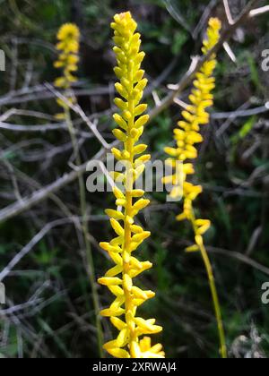 Yellow Colicroot (Aletris lutea) Plantae Stock Photo - Alamy