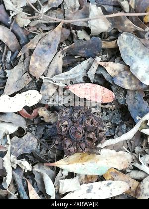 spider gum (Eucalyptus conferruminata) Plantae Stock Photo - Alamy