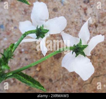 (Hibiscus meyeri) Plantae Stock Photo - Alamy