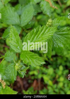 pale bramble rust (Kuehneola uredinis) Fungi Stock Photo - Alamy