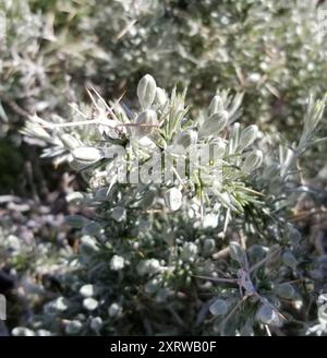 Longspine Horsebrush (Tetradymia axillaris longispina) Plantae Stock ...
