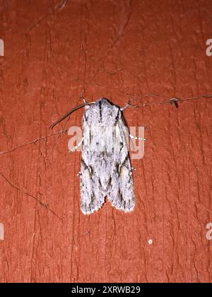 (Egira crucialis) Insecta Stock Photo - Alamy
