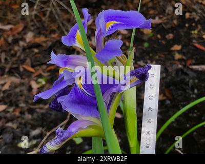 Prairie Iris (Iris hexagona) Plantae Stock Photo - Alamy