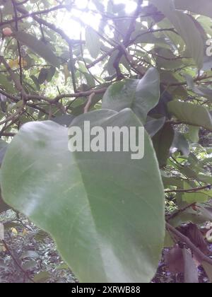 Monkey Jack (Artocarpus lacucha) Plantae Stock Photo - Alamy