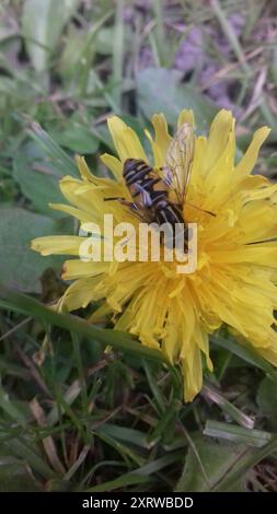 Sun Fly (Helophilus pendulus) Insecta Stock Photo - Alamy