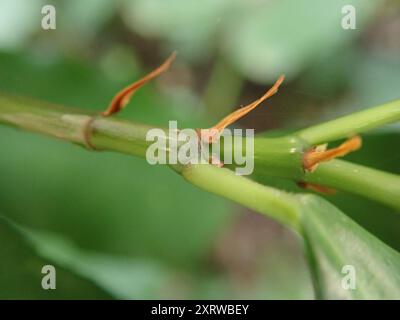 (Ficus formosana) Plantae Stock Photo - Alamy
