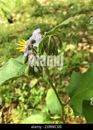 western horsenettle (Solanum dimidiatum) Plantae Stock Photo - Alamy