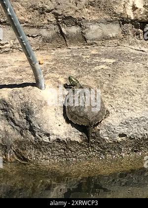Texas Cooter (Pseudemys texana) Reptilia Stock Photo - Alamy