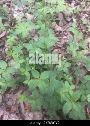licorice bedstraw (Galium circaezans) Plantae Stock Photo - Alamy