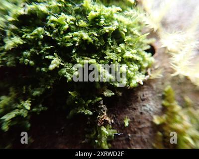 (Radula bolanderi) Plantae Stock Photo - Alamy