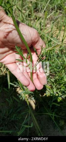 Texas vervain (Verbena halei) Plantae Stock Photo - Alamy