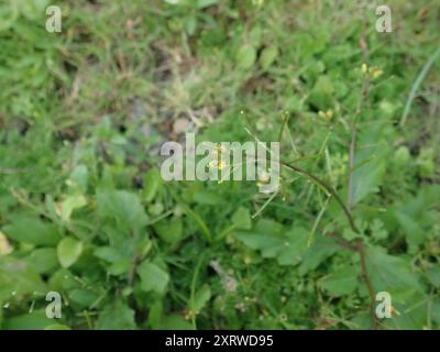 Diverse-leaf Yellowcress (Rorippa indica) Plantae Stock Photo - Alamy