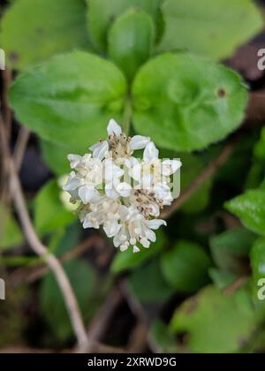 modesty (Whipplea modesta) Plantae Stock Photo - Alamy