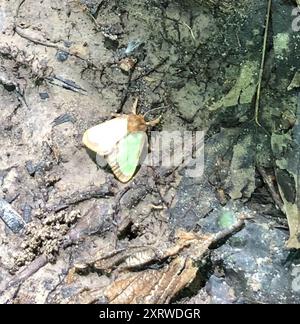 Green Oak-Slug Moth (Euclea incisa) Insecta Stock Photo - Alamy