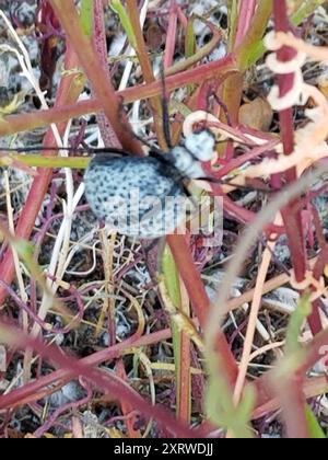 Inflated Beetle (Cysteodemus armatus) Insecta Stock Photo - Alamy