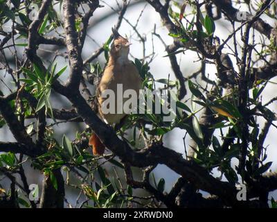Crested Hornero (Furnarius cristatus) Aves Stock Photo - Alamy