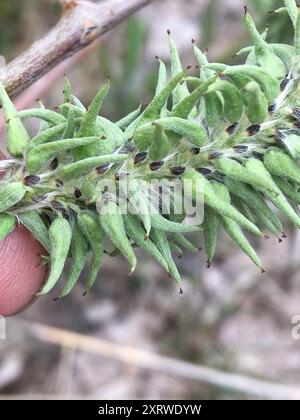 Rusty Willow (Salix atrocinerea) Plantae Stock Photo - Alamy