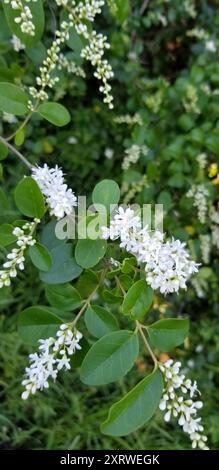 Chinese privet (Ligustrum sinense), Plantae, Greenhithe, North Auckland ...