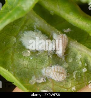Woolly Aphids (Prociphilus) Insecta Stock Photo - Alamy